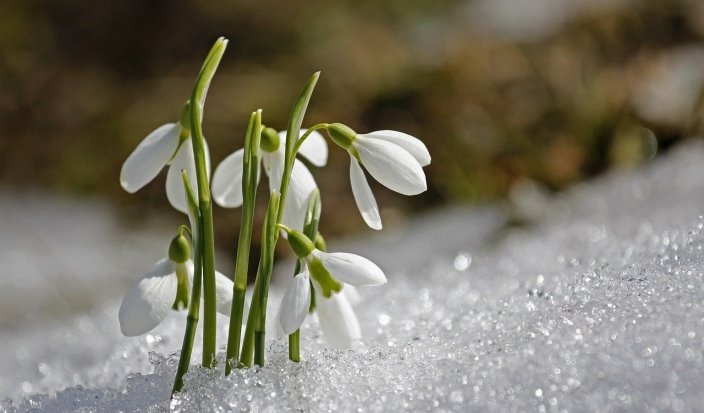 Proljeće bi trebalo biti toplije od prosjeka, ali nas očekuju i mraz i ...
