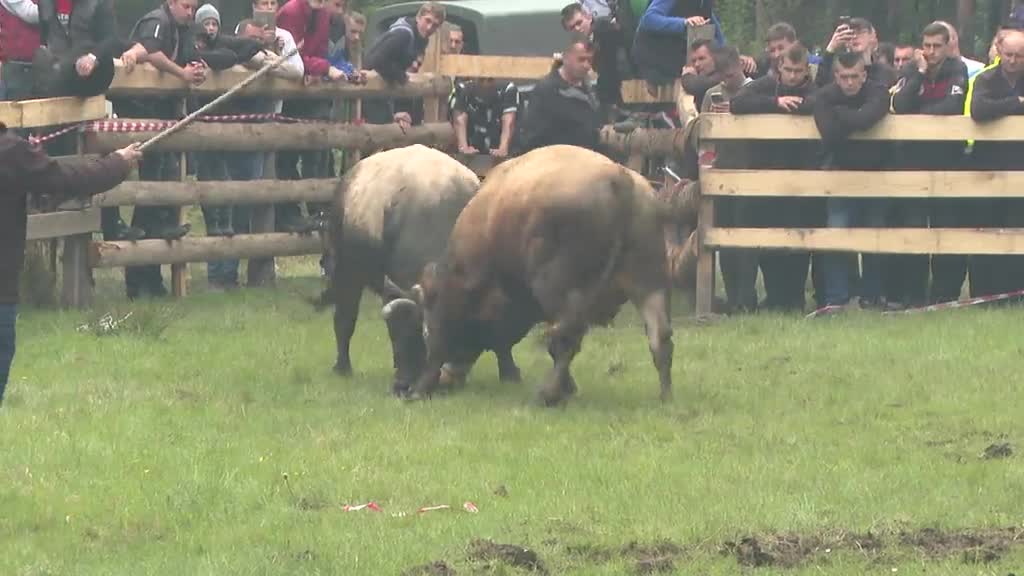 Korida kao opštenarodno veselje: “Ovi teferiči su stariji nego Ustav ...